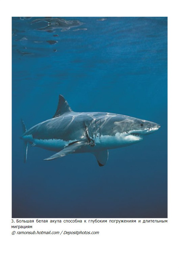 Уильям Маккивер | Императоры глубин: Акулы. Самые загадочные ...